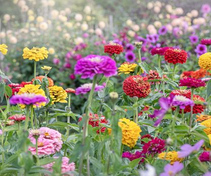 Easiest annuals to grow in spring: 9 fuss-free varieties | Homes and ...