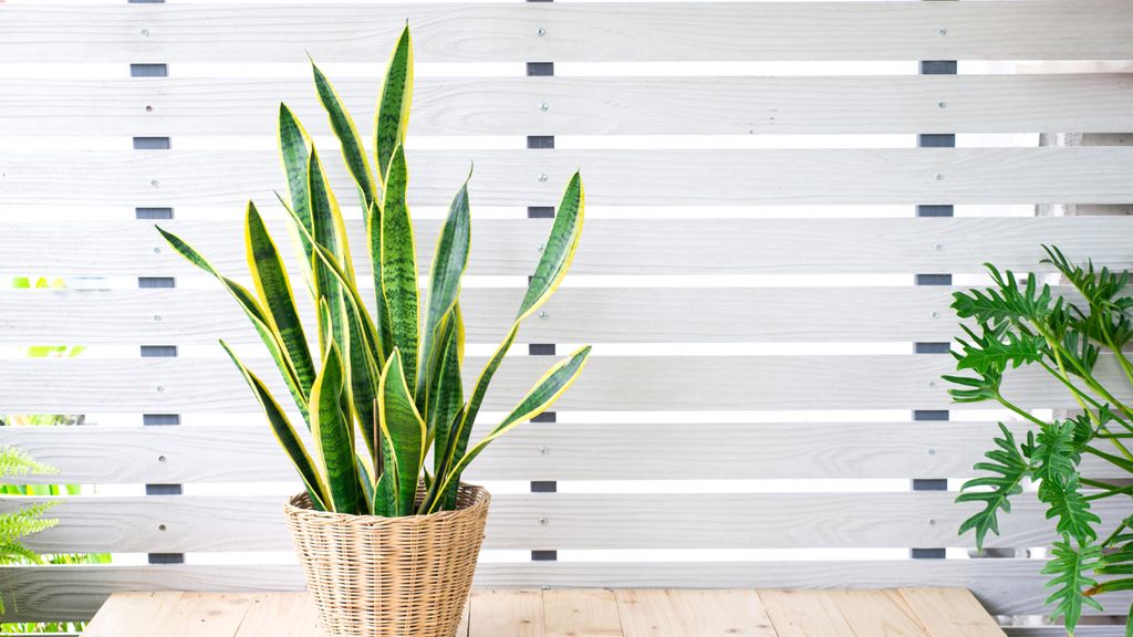 Can Snake Plants Live Outside? What You Need To Know | Gardening Know How