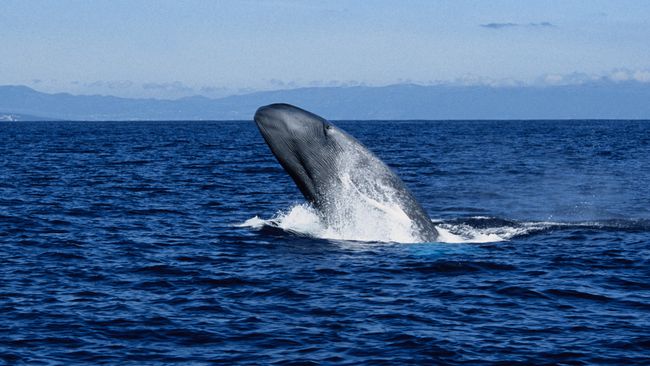 32 of the loudest animals on Earth | Live Science