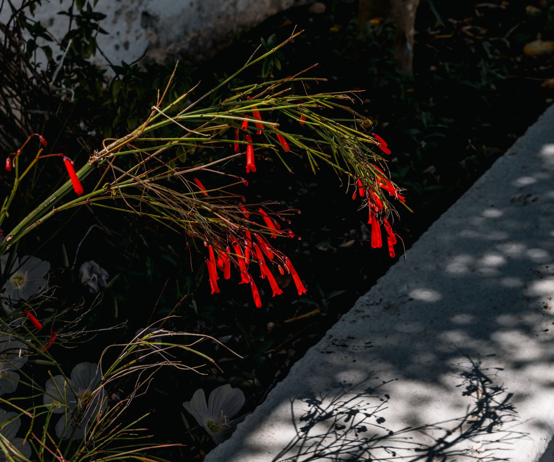 How to grow the firecracker plant: tips for more flowers | Homes and ...