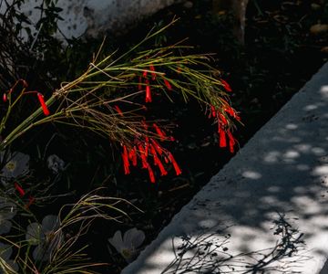 How to grow the firecracker plant: tips for more flowers | Homes and ...