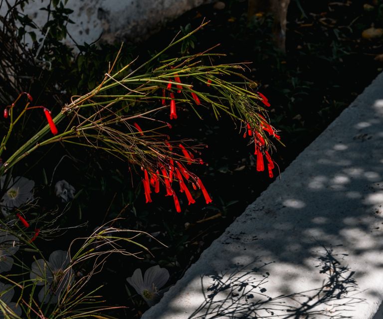 How to grow the firecracker plant: tips for more flowers | Homes and ...