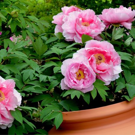 Tips & Information about Peonies | Gardening Know How
