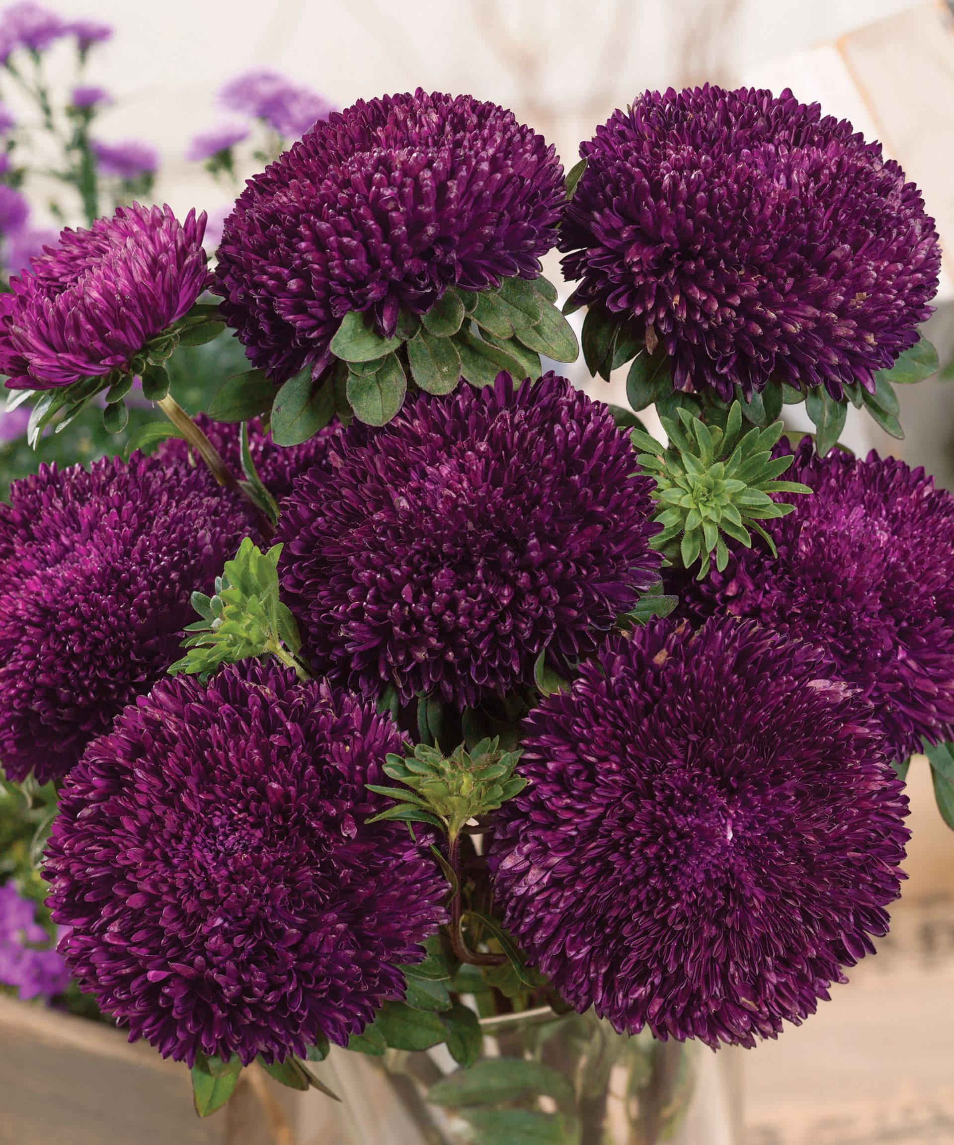 Types of asters: 15 beautiful varieties to try | Gardeningetc