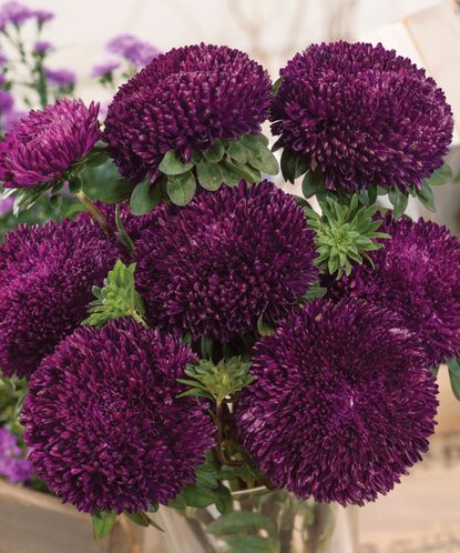 Types of asters: 15 beautiful varieties to try | Gardeningetc