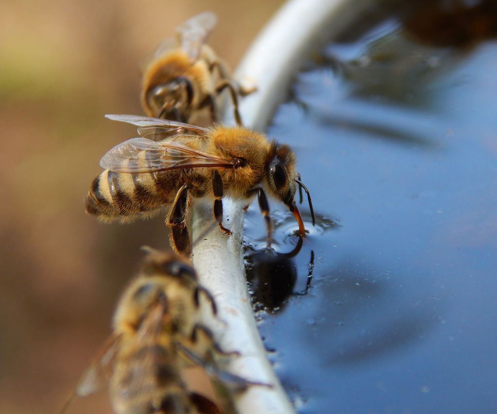 How to make a bee watering station: 3 quick steps | Homes and Gardens