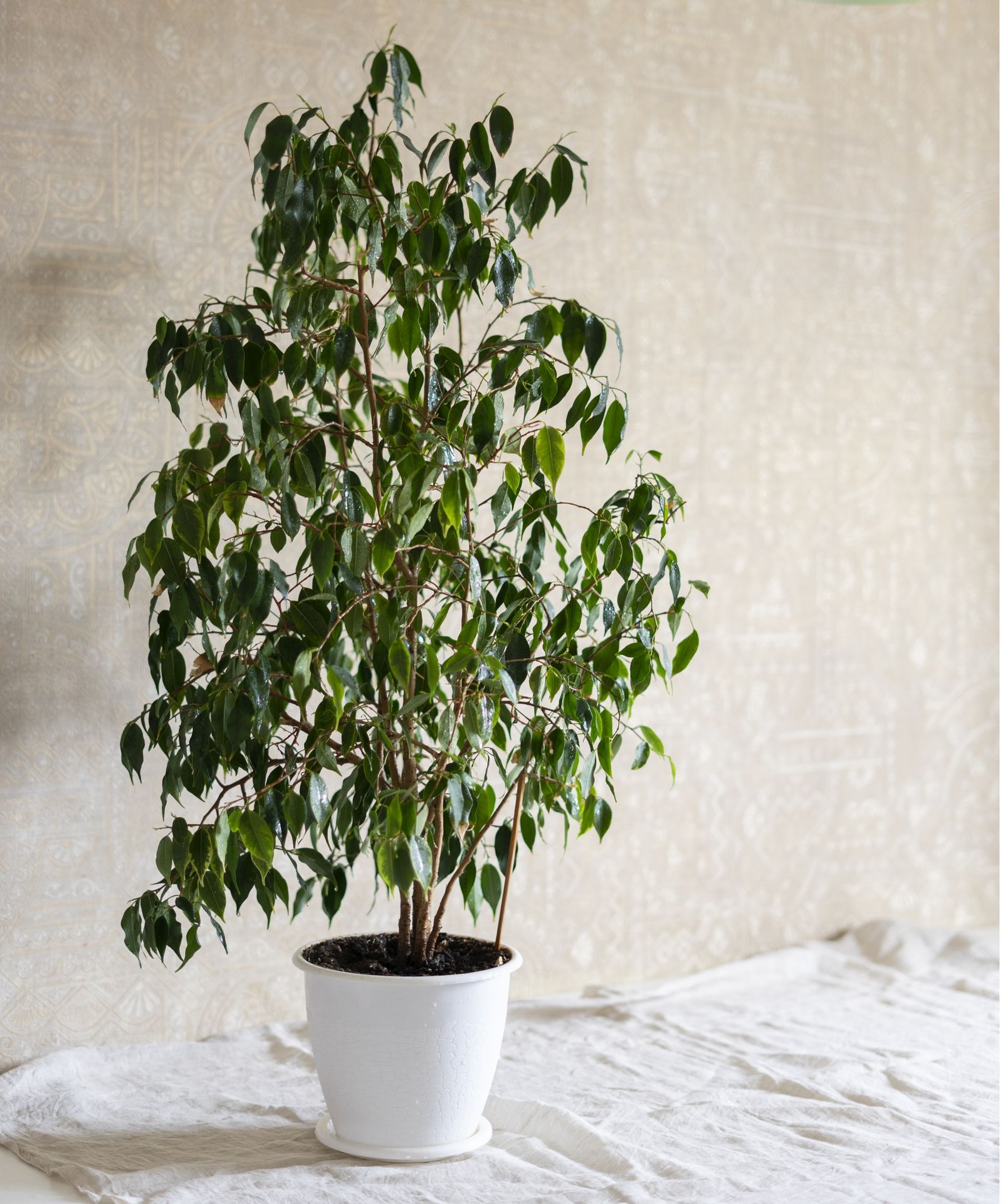 Why is my weeping fig dropping leaves? 3 causes | Homes and Gardens