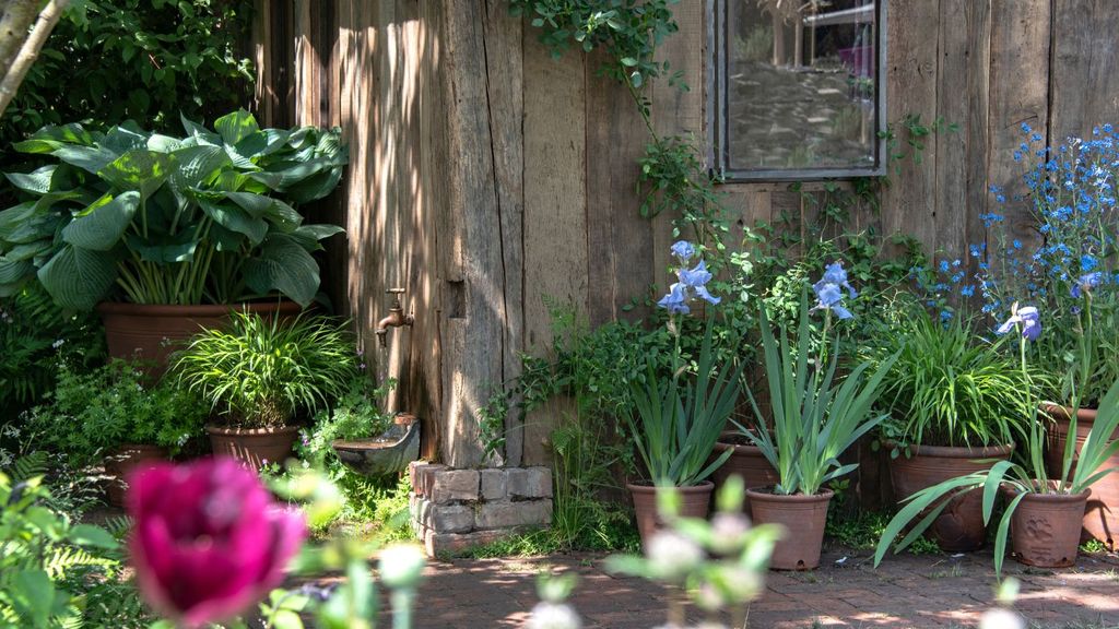 Best trees for sandy soil – tree experts recommend 10 varieties | Homes ...