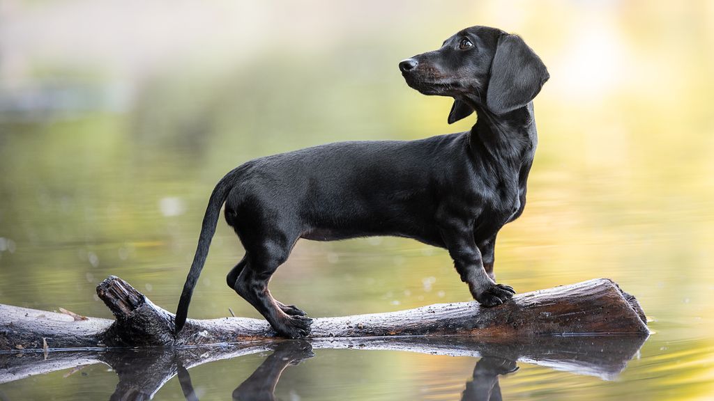 20 of the most affectionate dog breeds that love to be loved | PetsRadar