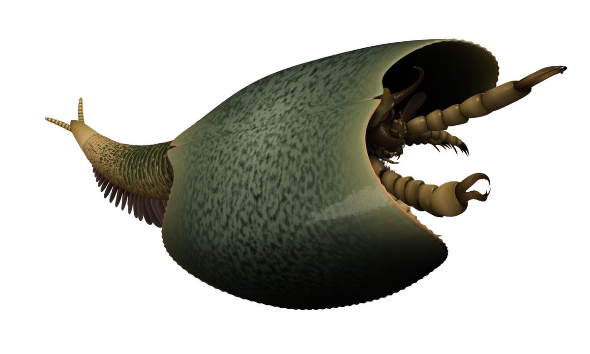 Photos: Ancient Marine Critter Had 50 Legs, 2 Large Claws | Live Science