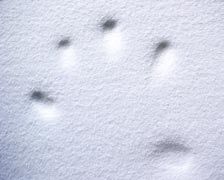 Everyday Tech From Space: 'Memory Foam' for the Masses | Space