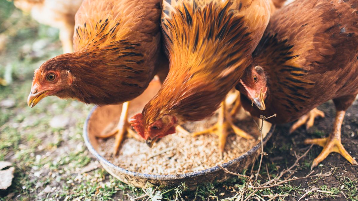 Can chickens eat bird food? We asked a vet to confirm | PetsRadar