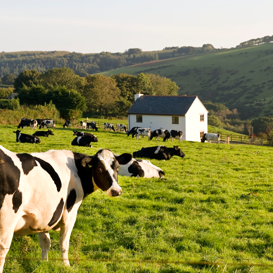 Things to think about before taking on a smallholding | Ideal Home