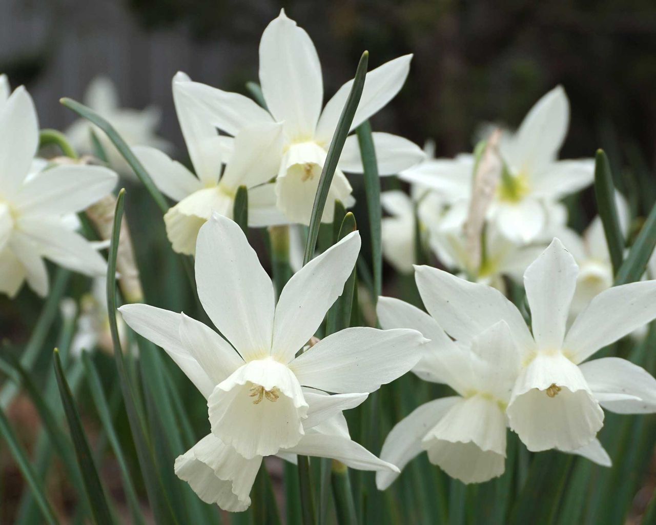 How and when to plant daffodil bulbs for spring flowers | Gardeningetc