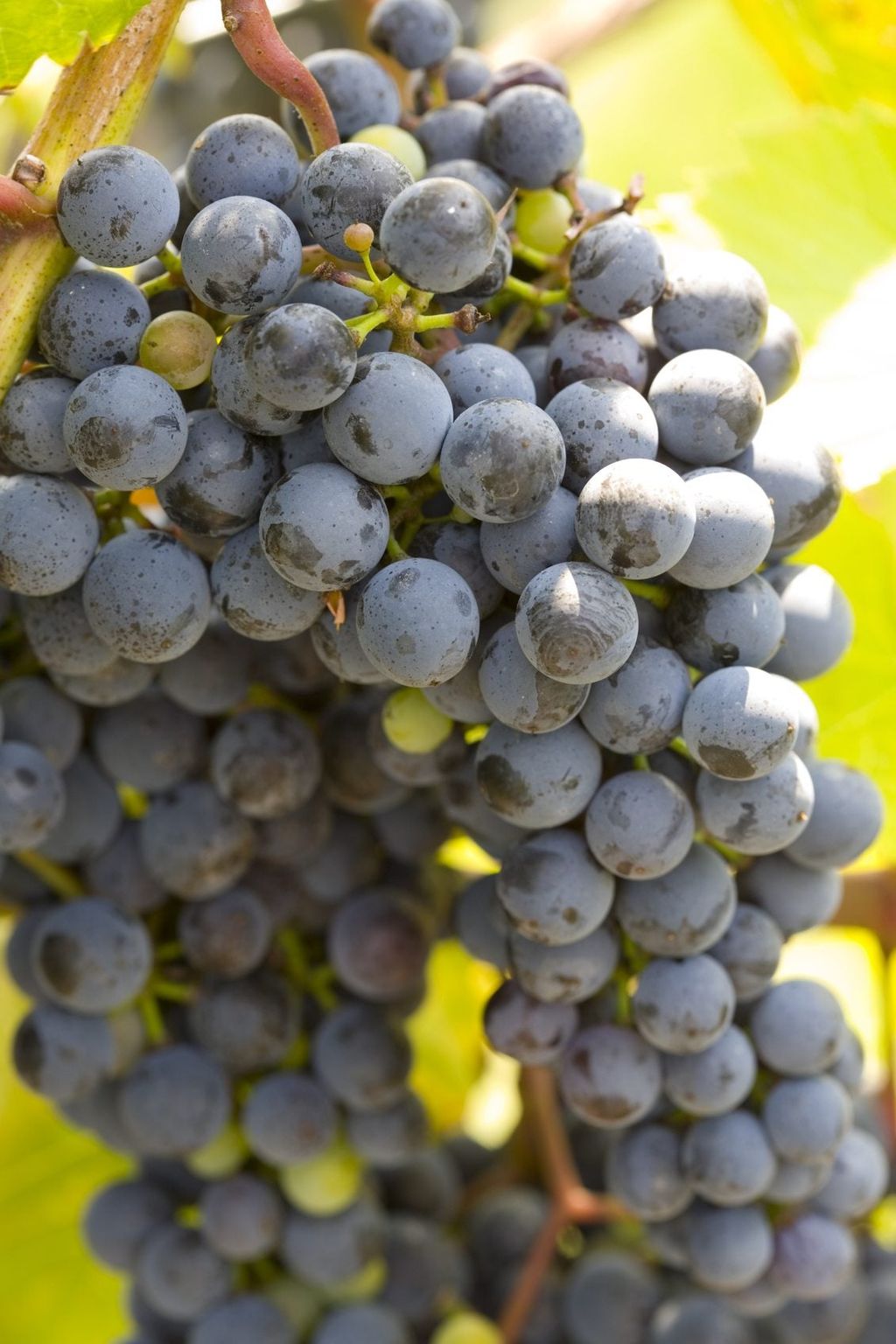 Zone 4 Grape Selections - Choosing Grapes For Zone 4 Gardens ...