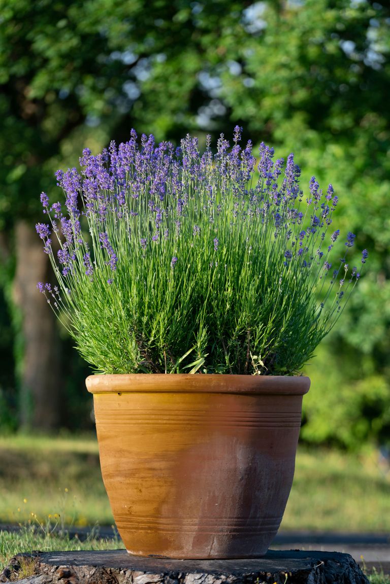 Lavender plant care - 4 things to know to grow successfully | Livingetc