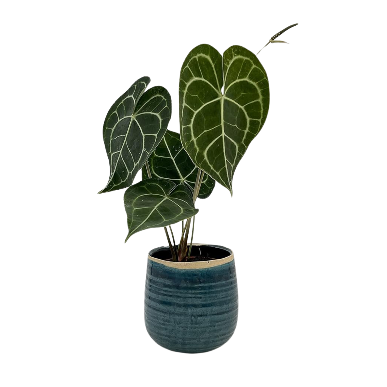 Types of Anthuriums — 5 Stylish Picks to Bring Home | Livingetc