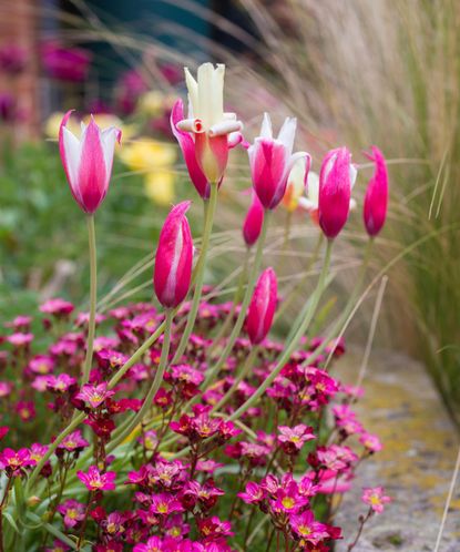 Best spring flowering plants: 25 picks for seasonal blooms | Gardeningetc