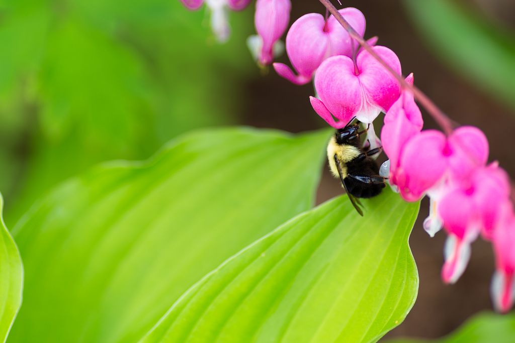 Best Shade Plants 10 Shade Loving Plants For Your Garden Homes And Gardens