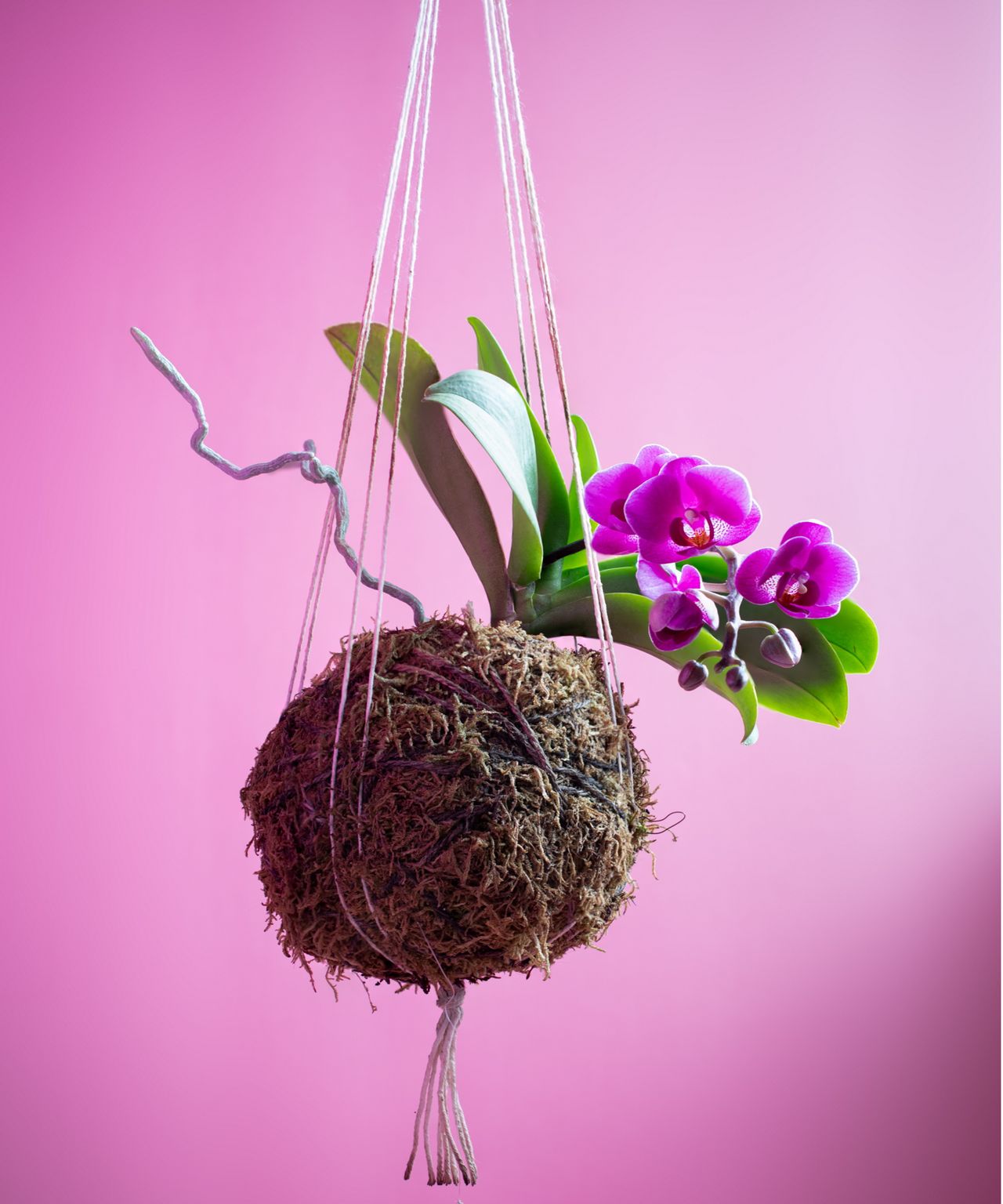 How to make kokedama in 3 simple steps | Homes and Gardens