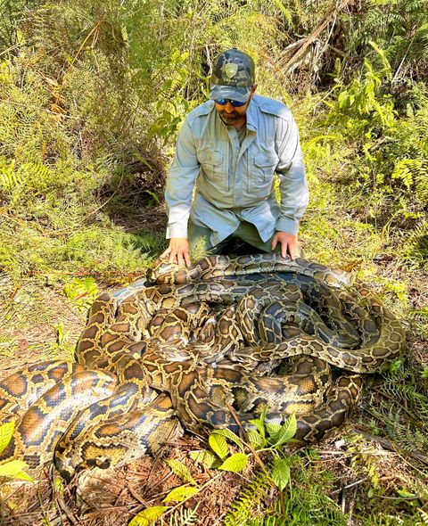 Giant Ball Of Burmese Pythons Having Sex Discovered In Florida Everglades In Record Breaking