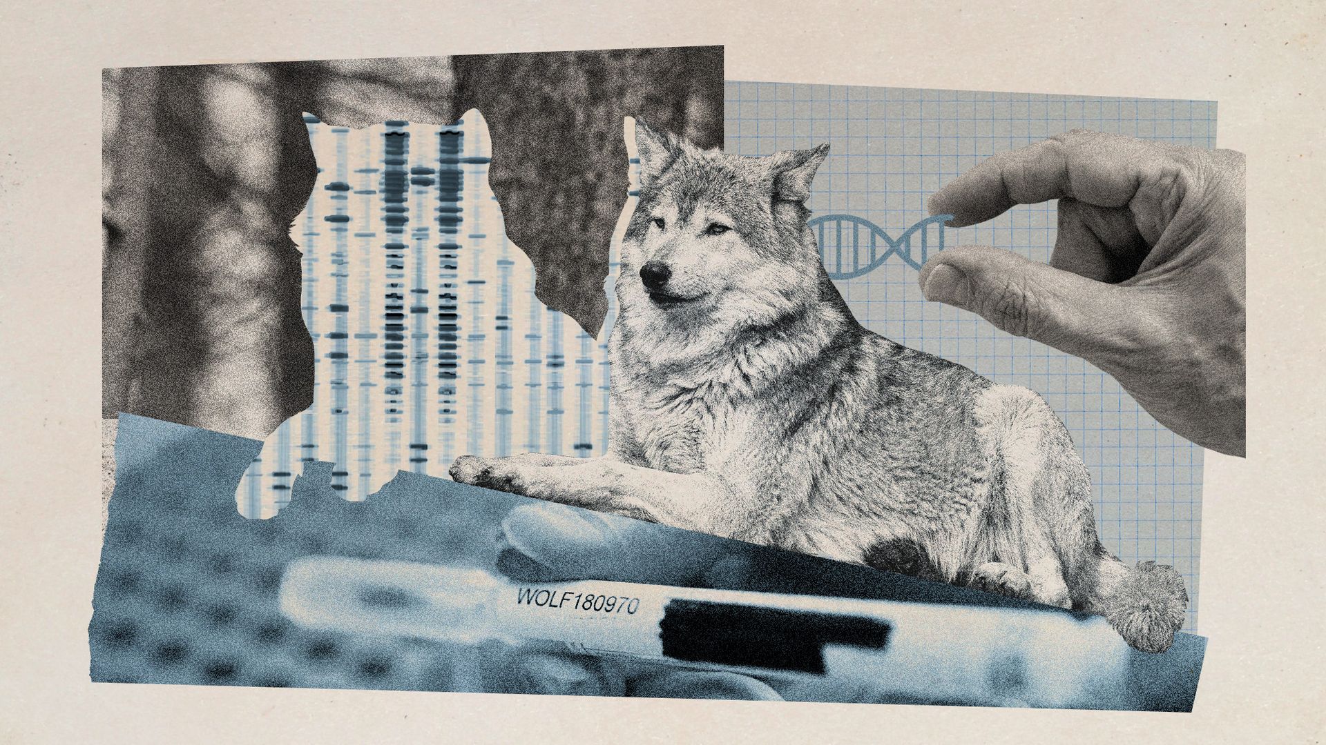 Have dire wolves really been brought back from extinction? | The Week