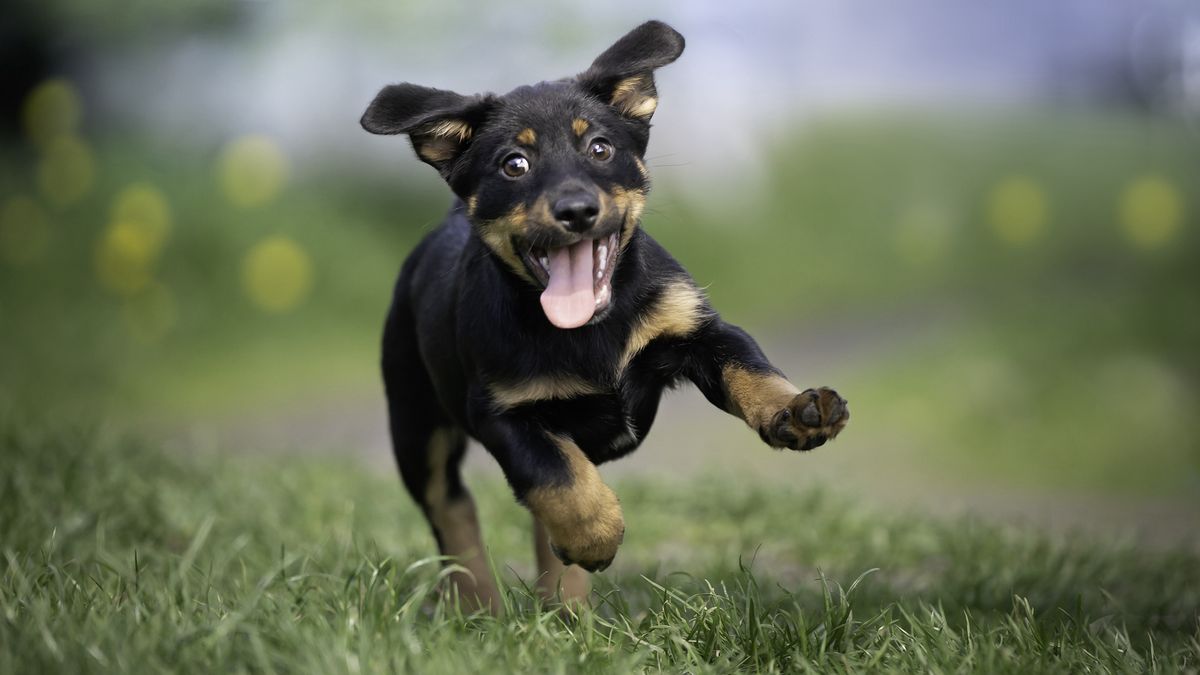 32 differences between a puppy and a dog | PetsRadar
