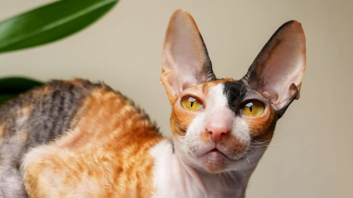 32 interesting facts about Cornish Rex cats | PetsRadar