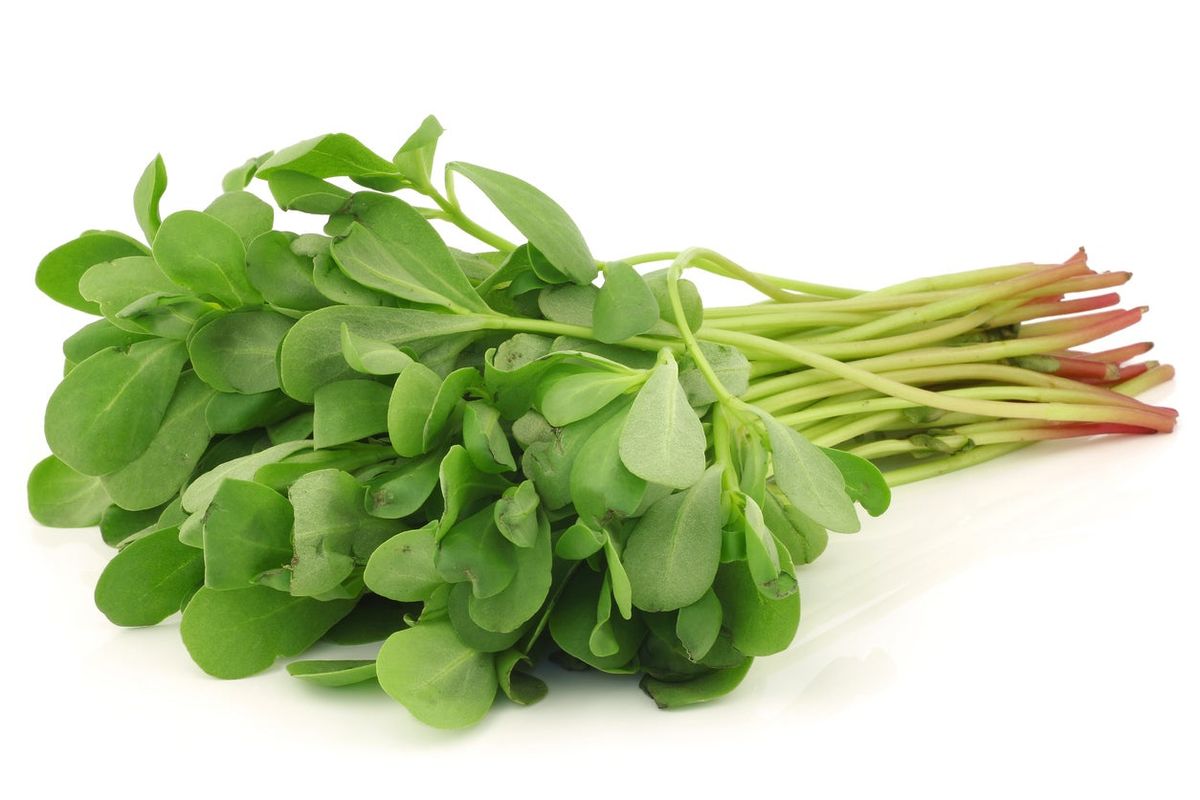Is Purslane Safe To Eat: Learn How To Use Purslane Weeds | Gardening ...