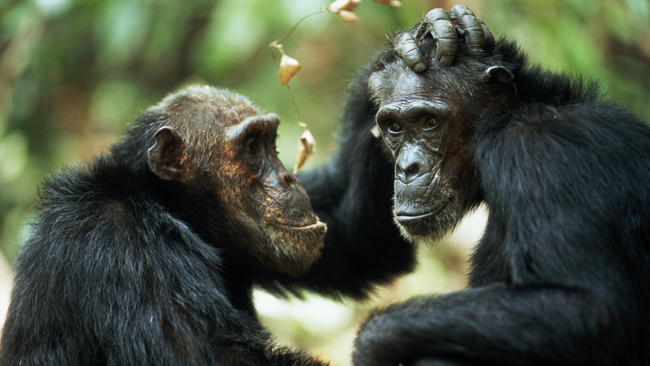 Part Of The Evolutionary Fabric Of Our Societies Same Sex Sexual Behavior In Primates May Be