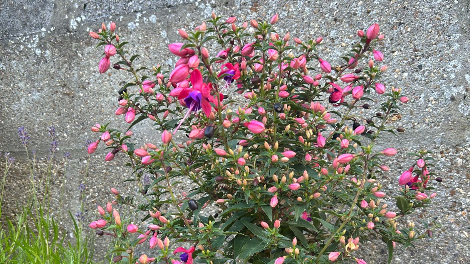 How to prune fuchsias – the techniques you need to try | Ideal Home
