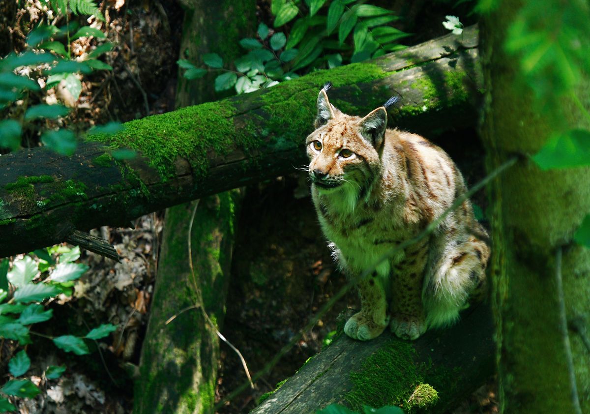 Images: Carnivores of Europe | Live Science