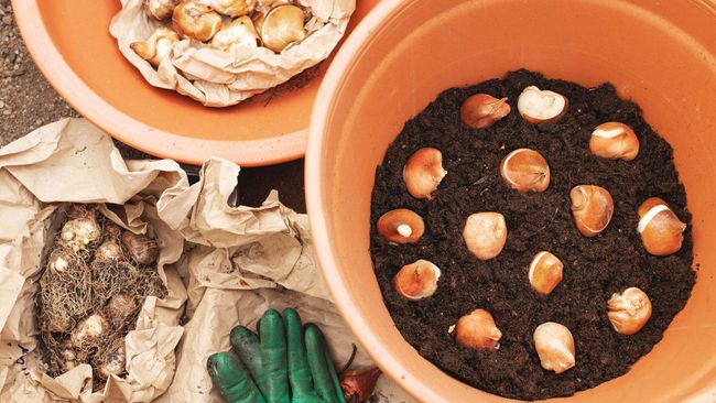 How to plant bulbs using the 'bulb lasagna' technique | Tom's Guide