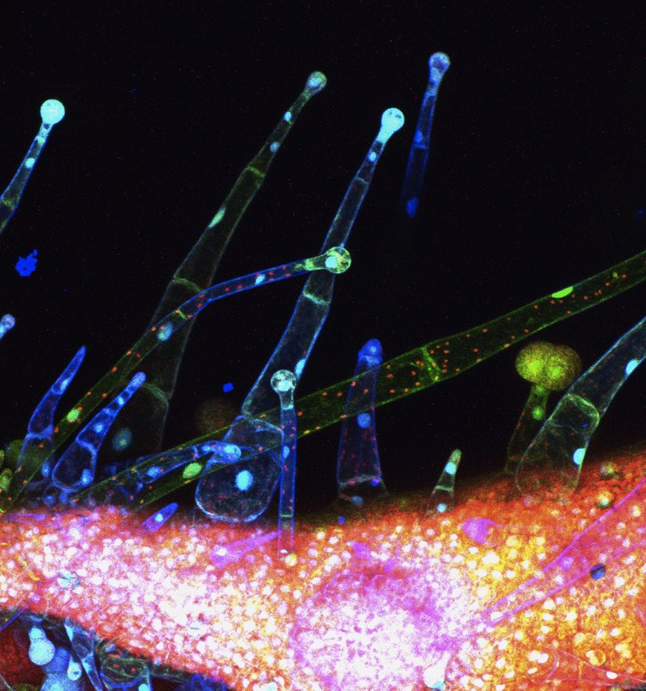 Magnificent Microphotography: 50 Tiny Wonders: Page 4 | Live Science