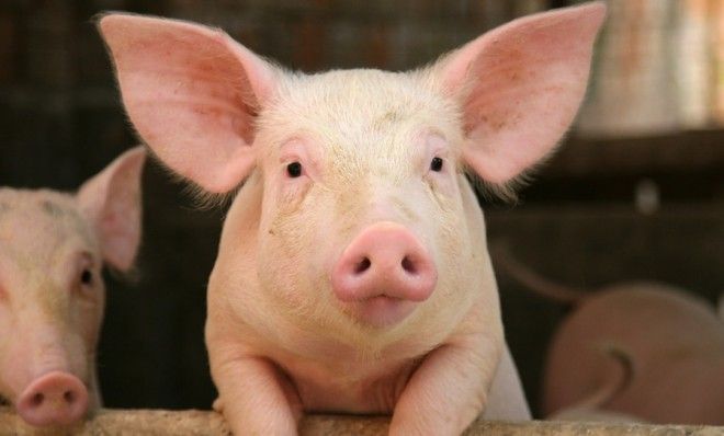 Human organs, grown in pigs | The Week