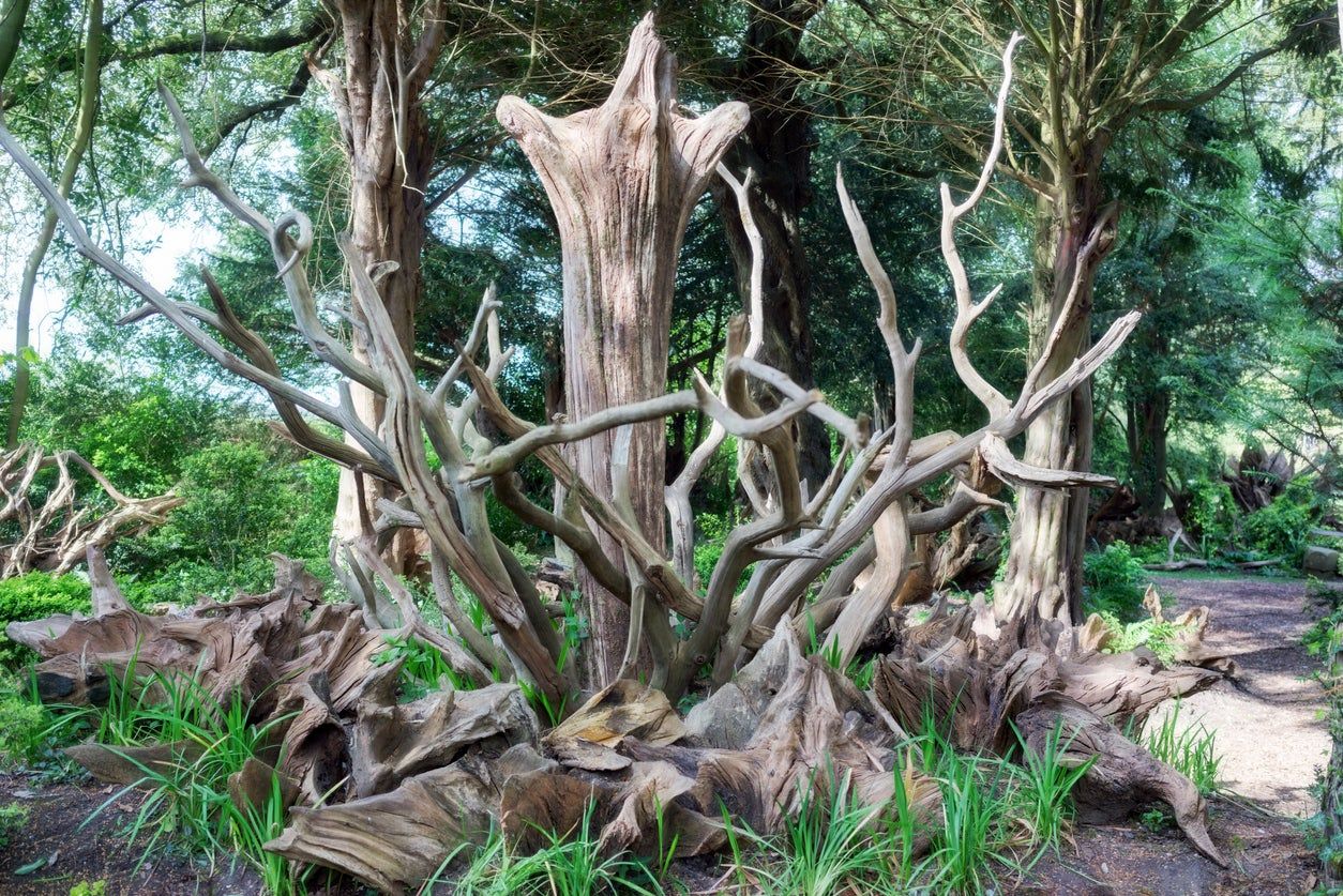 Using Stumpery In Gardens: How To Make A Stumpery For Insects ...