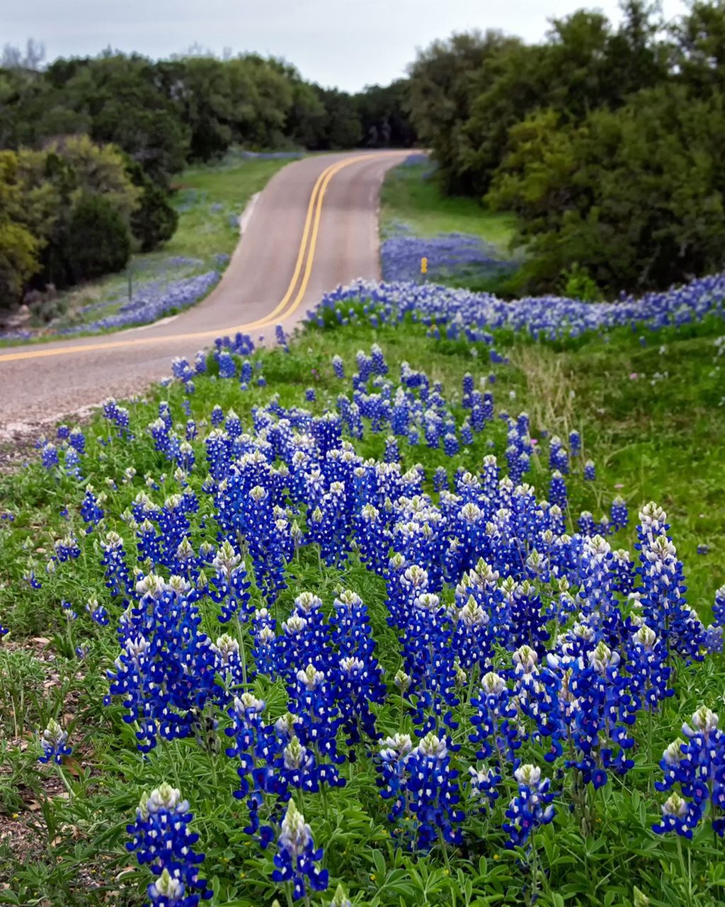 Landscaping Along Roads: What You Should Know About Roadside Plants ...
