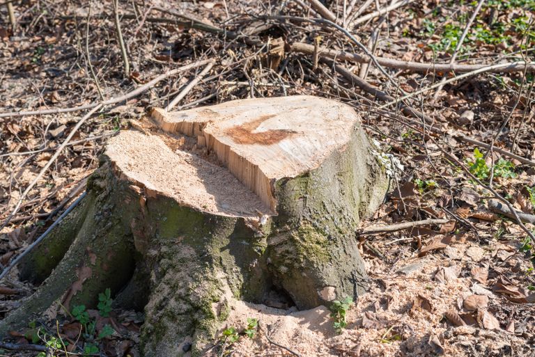 How to kill a tree stump: a guide to natural and chemical methods ...