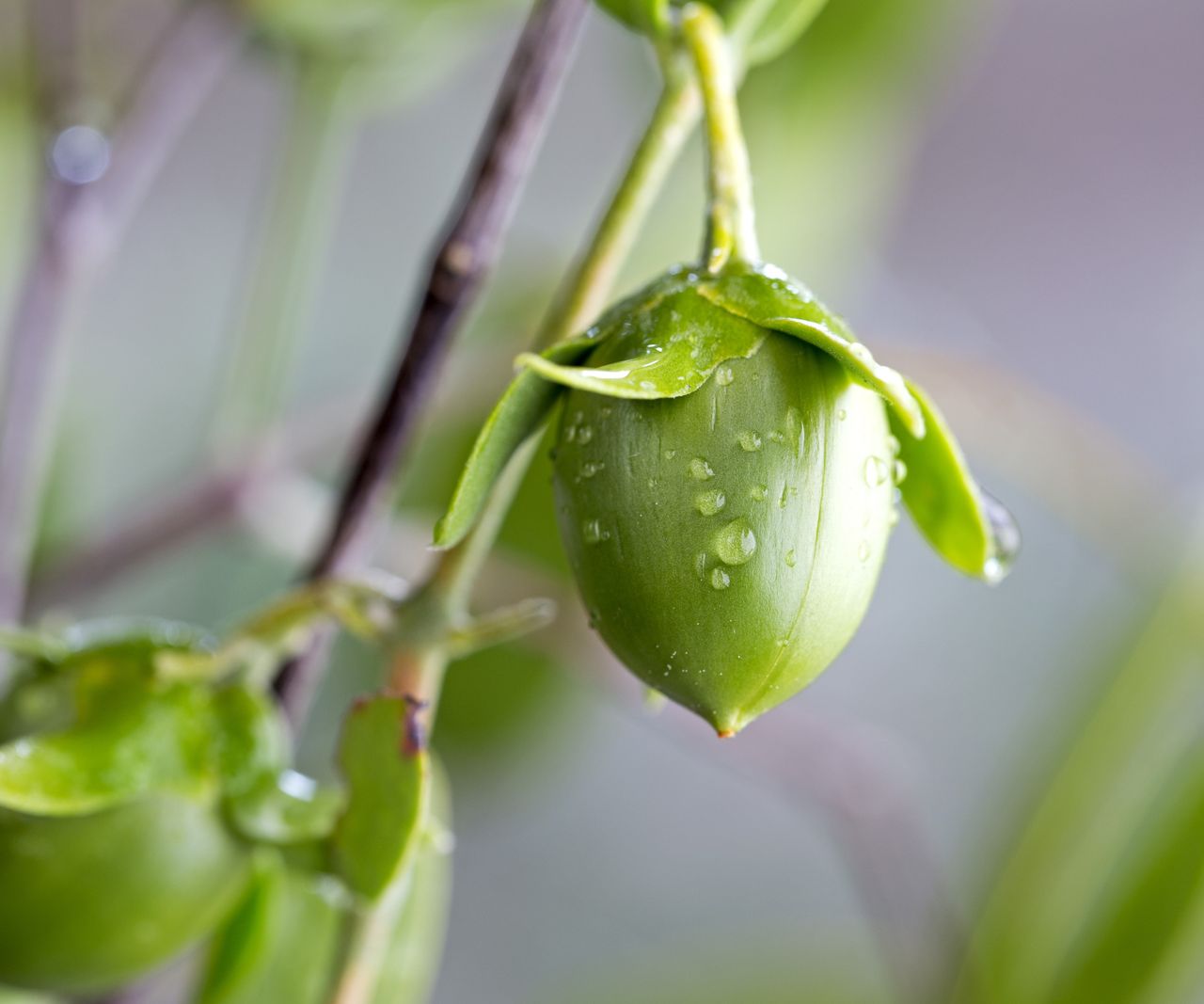 California native planting: 7 ideas for your yard | Homes and Gardens