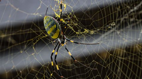 Giant, invasive Joro spiders with 6-foot webs could be poised to take ...