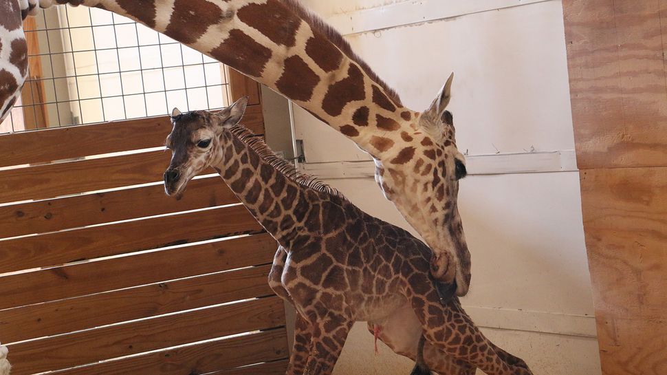 It's a Boy! See First Photos of Newborn Giraffe | Live Science