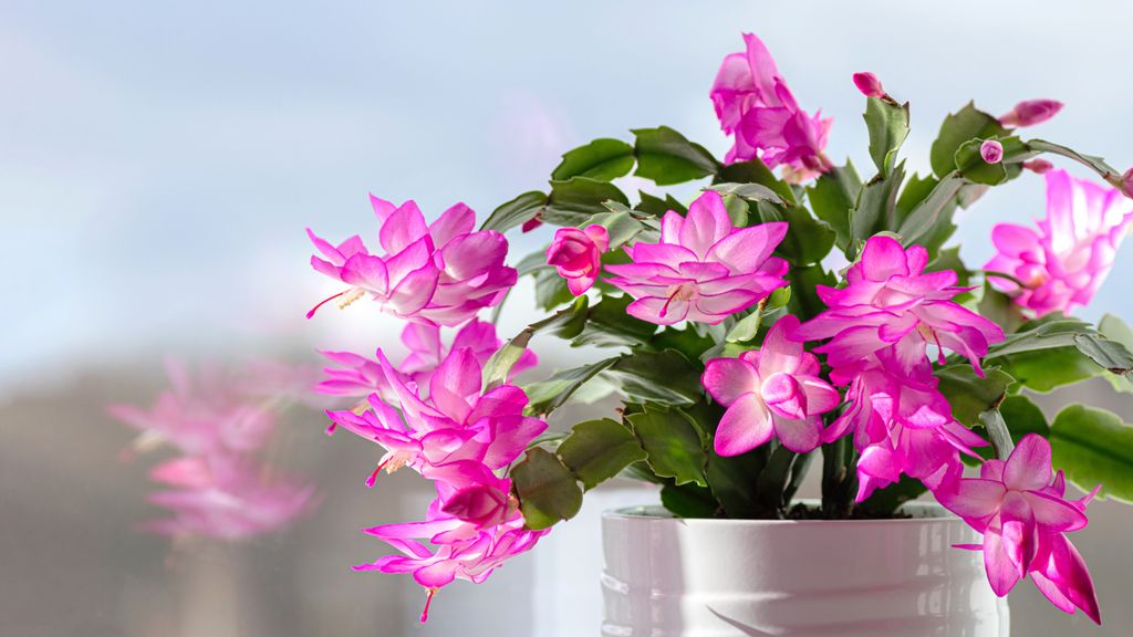 How to perk up a droopy Christmas cactus | Ideal Home