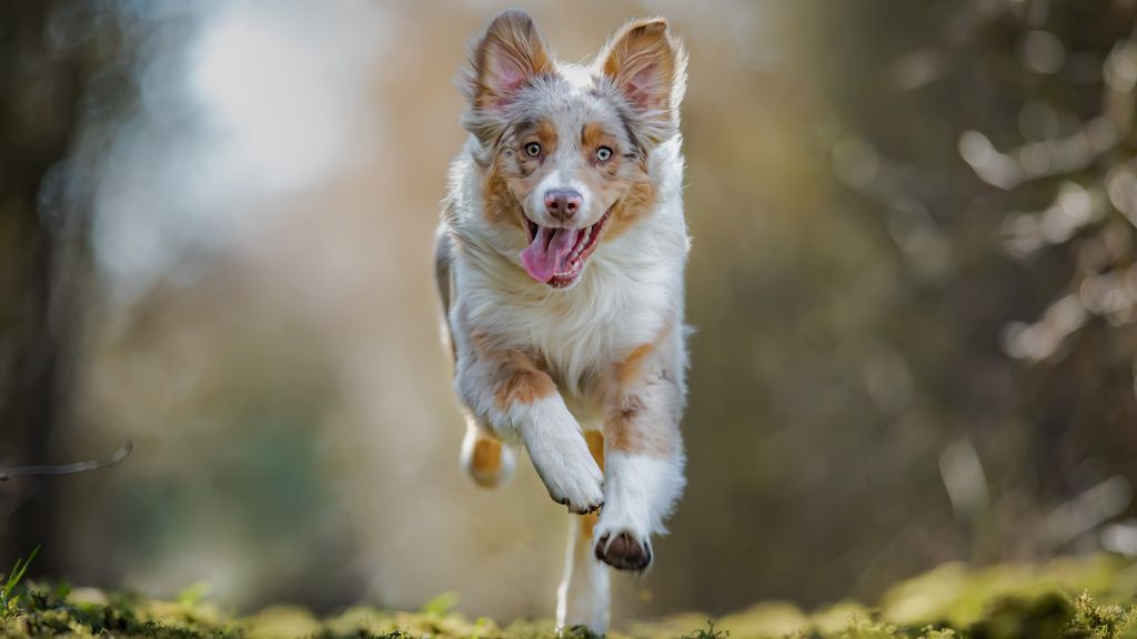 Highest jumping dogs: 20 that can reach impressive heights | PetsRadar