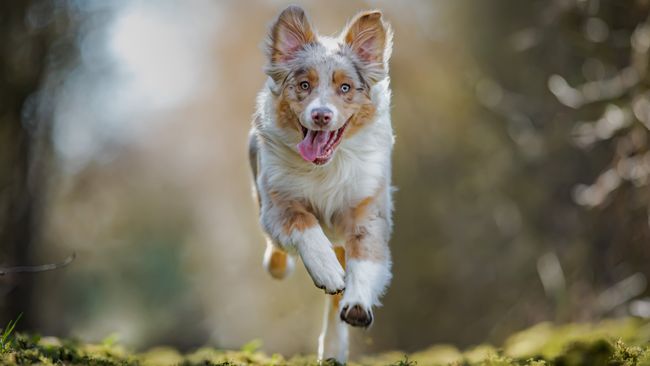 Highest jumping dogs: 20 that can reach impressive heights | PetsRadar