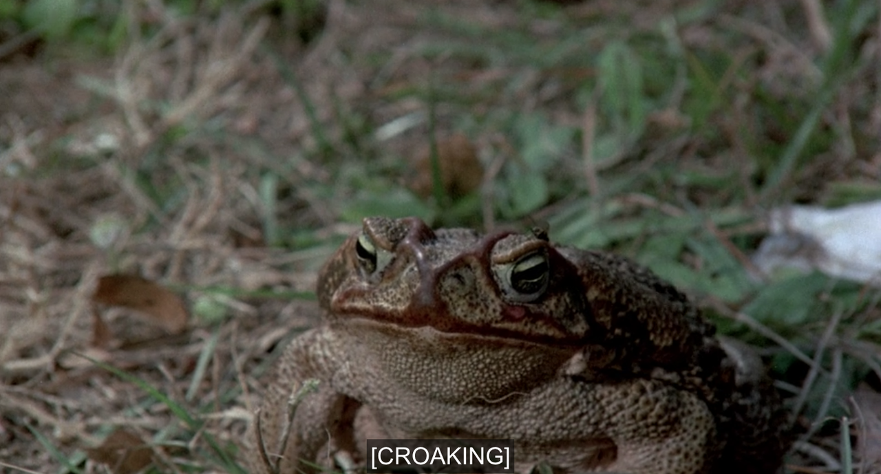 Frogs is the greatest horror movie you've never seen | The Week