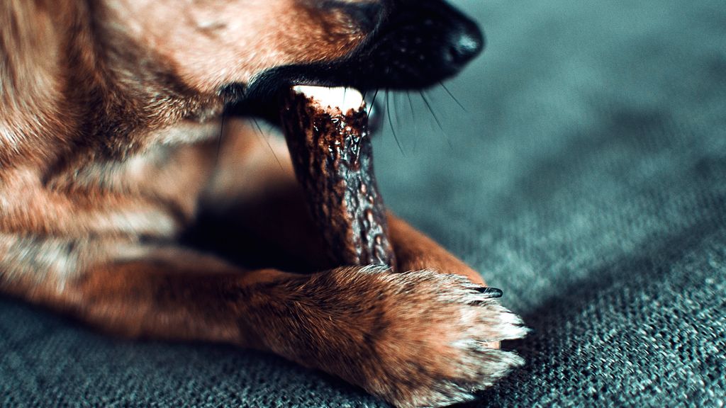 Are antlers safe for dogs? A vet reveals the pros and cons | PetsRadar