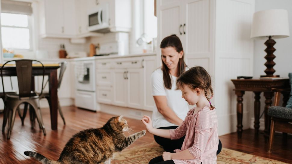 32 tips for training your cat | PetsRadar
