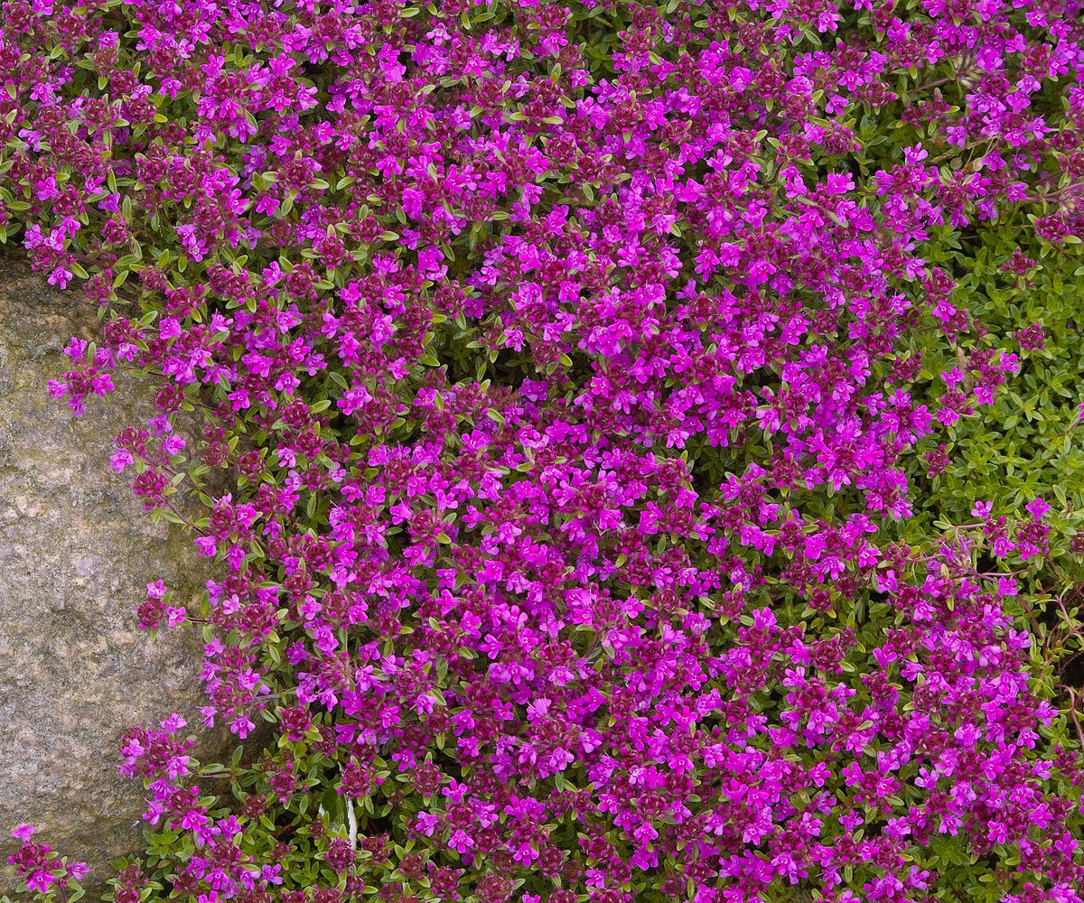 Thym rouge rampant — les experts en jardinage partagent la vérité sur ...