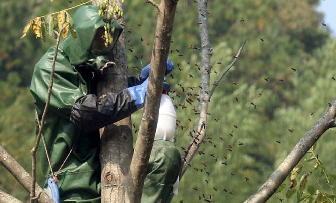 Watch the Chinese military attack killer wasps with a flamethrower ...