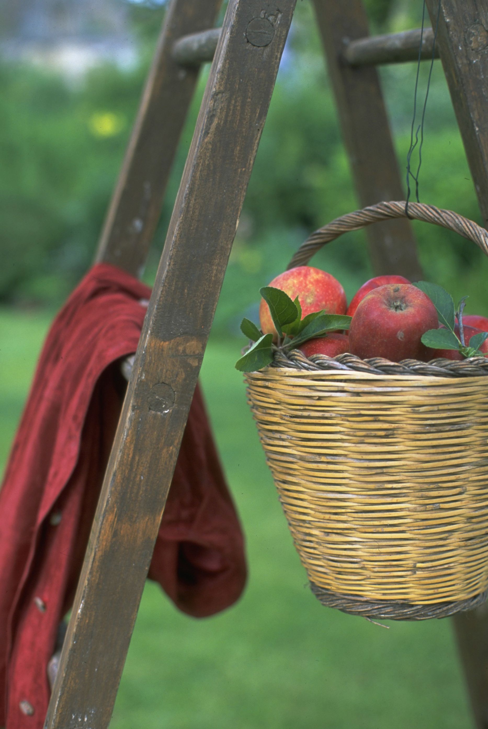 Harvesting apples: how to pick apples correctly | Gardeningetc